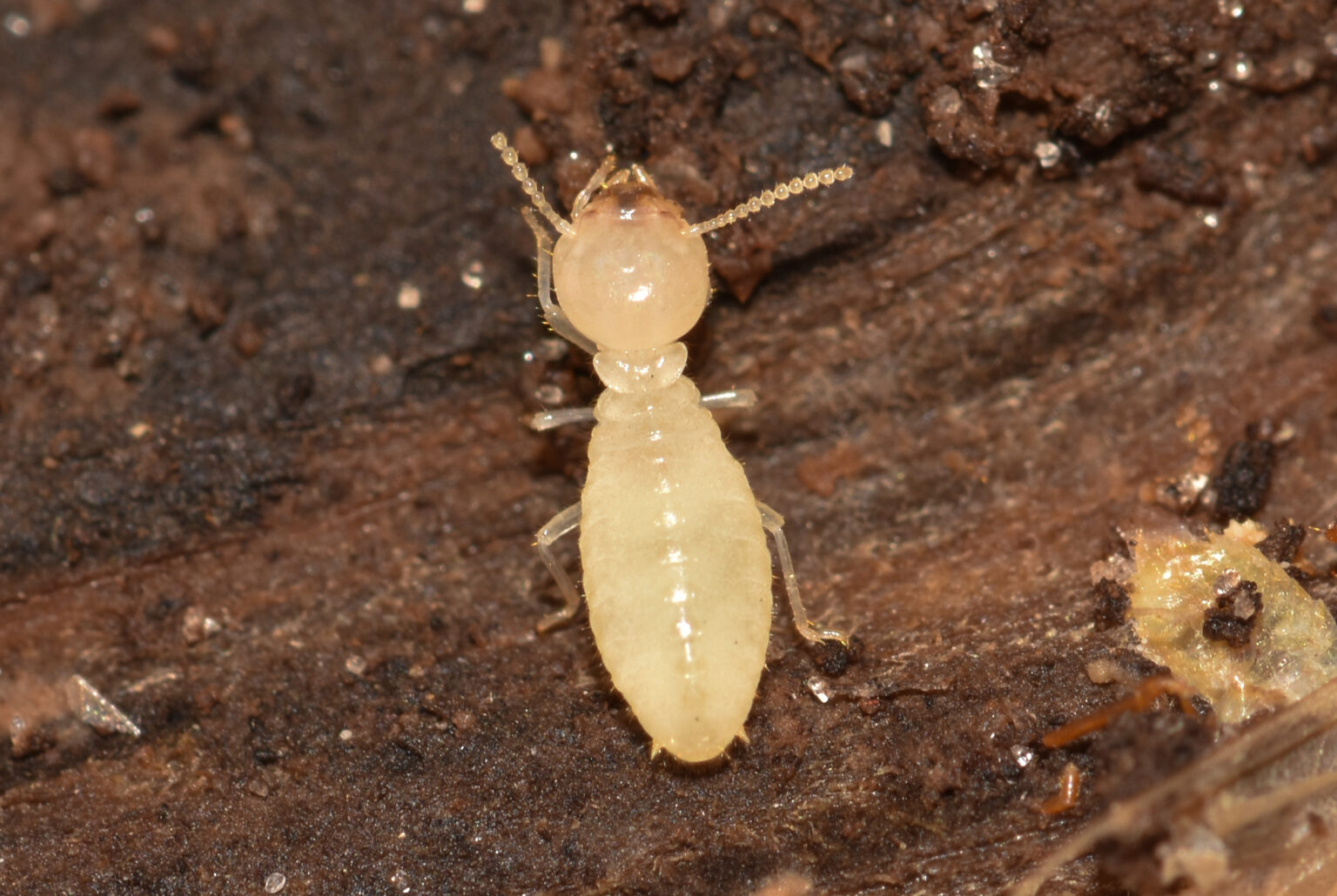 Understanding Termites and Termite Control