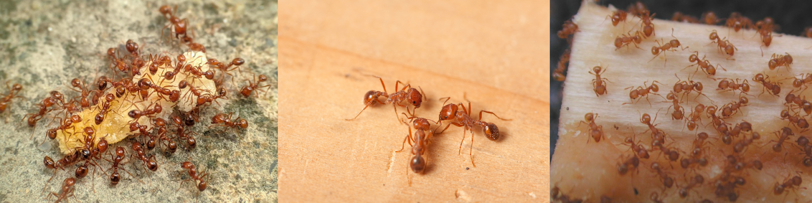 5 Common Types of Red Ants and How to Manage Them